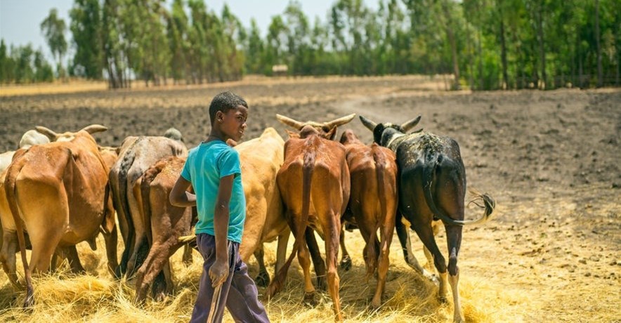 Lifeline for East Cape farmers