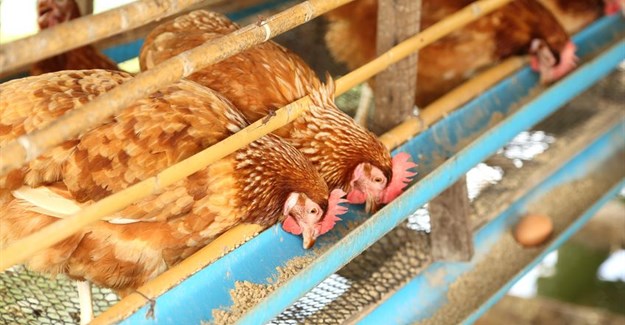 Country Bird Holdings claws deeper into Sovereign