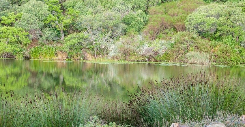 Study reveals loss of fynbos diversity due to extreme summer weather