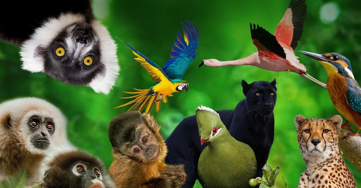 Go wild at Plett animal sanctuaries