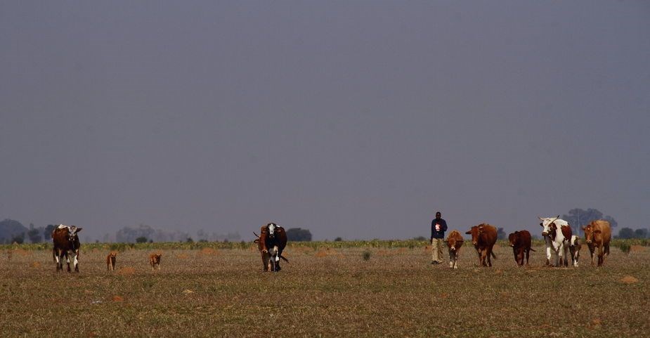Jobs Fund and Sernick Group partners to support emerging farmers
