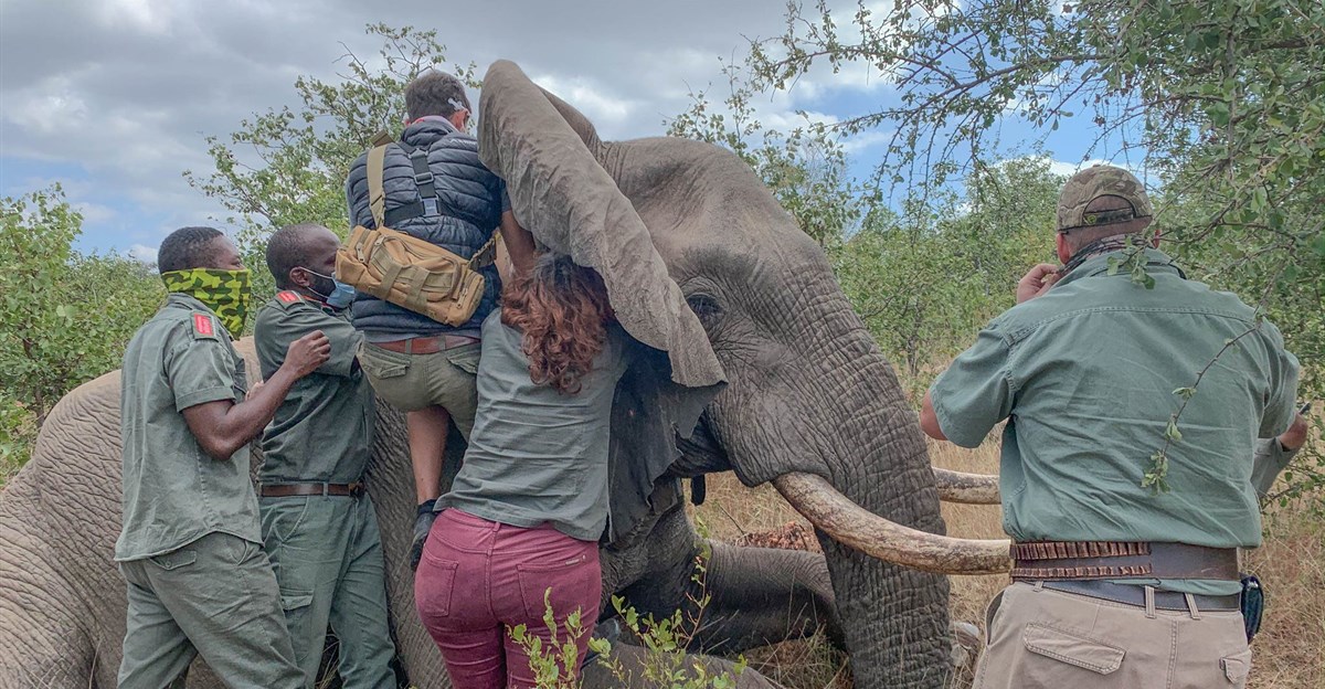 Elephants Alive pioneers online experience of elephant collaring