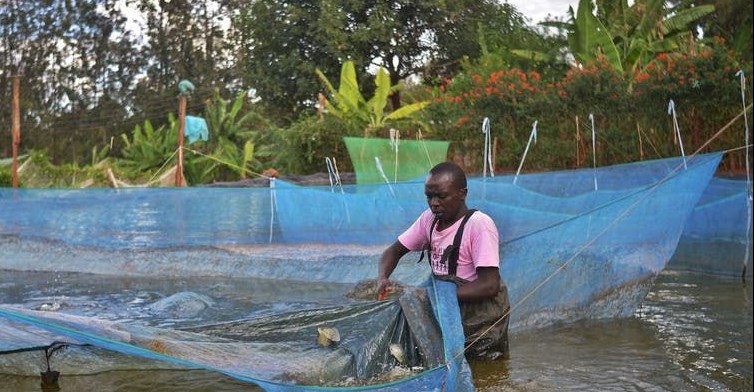 Farming fish in fresh water is more affordable and sustainable than in ...