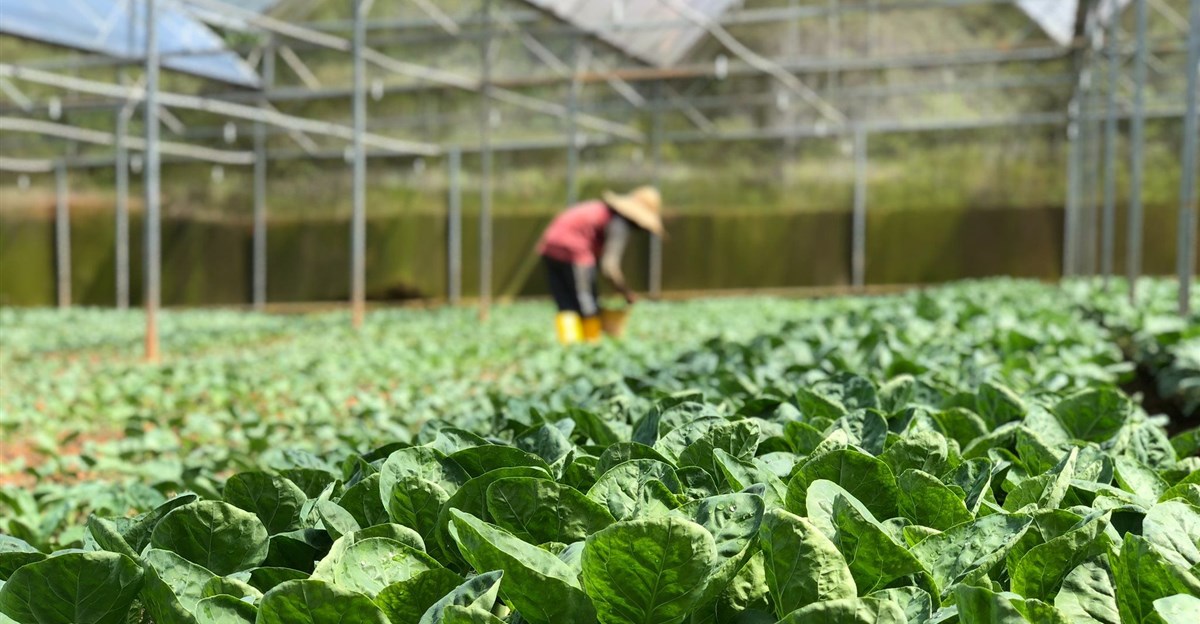Zimbabwe's horticultural sector blooms