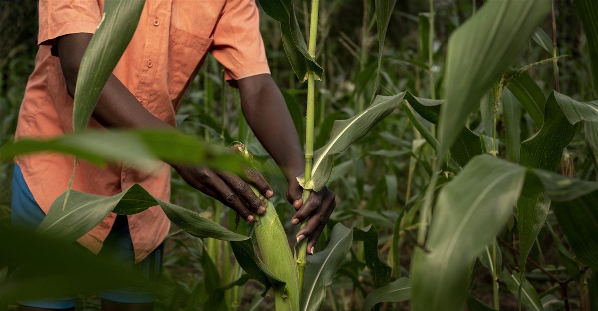 Farmer register to improve statistics of commercial, smallholder producers