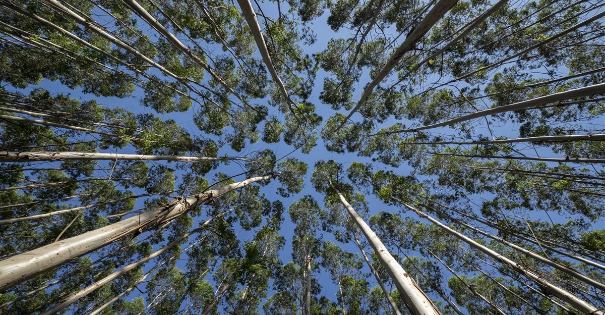 Can planks and paper packaging help solve the climate crisis?