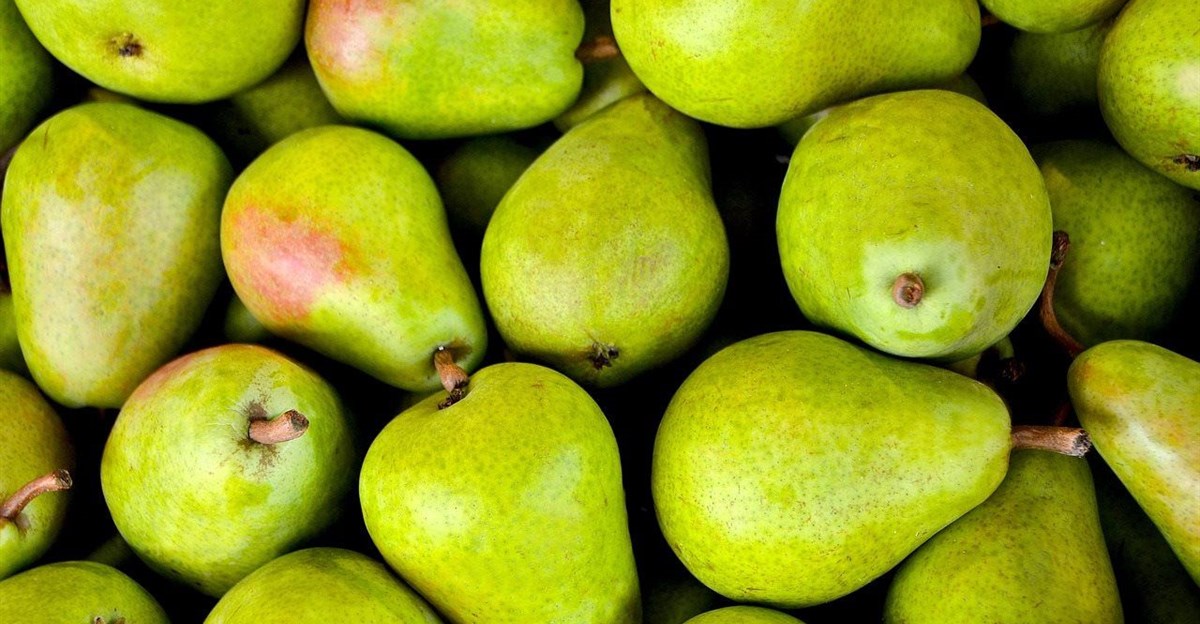 Hortgro Awards honours deciduous fruit industry champions