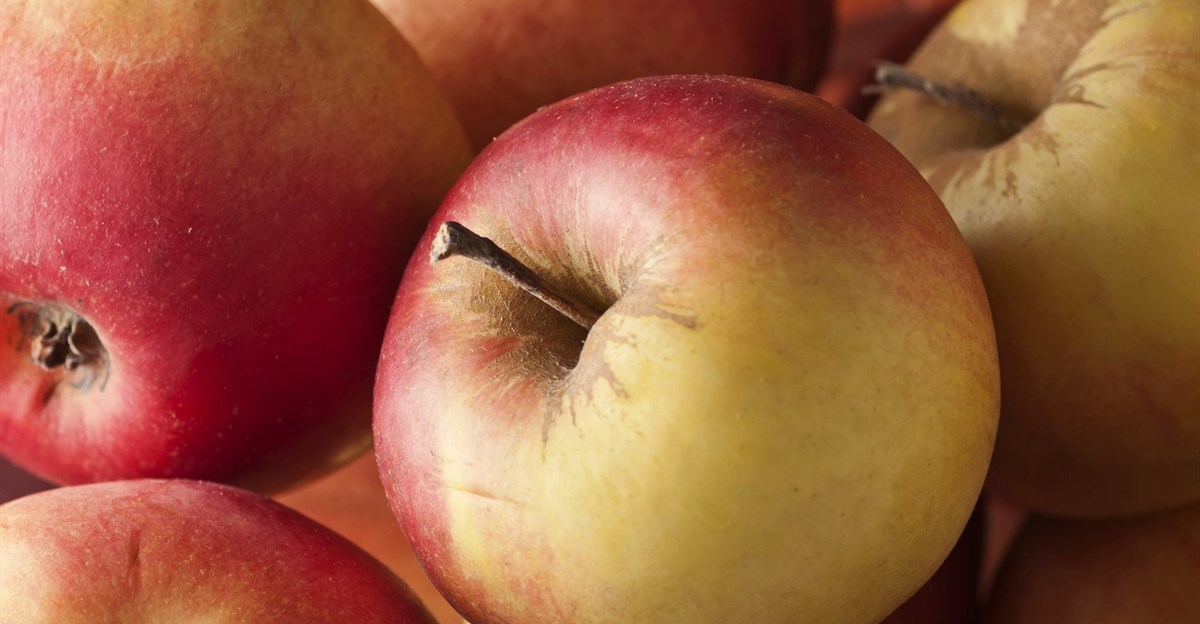 SA fruit farmers invest for survival amid load shedding woes