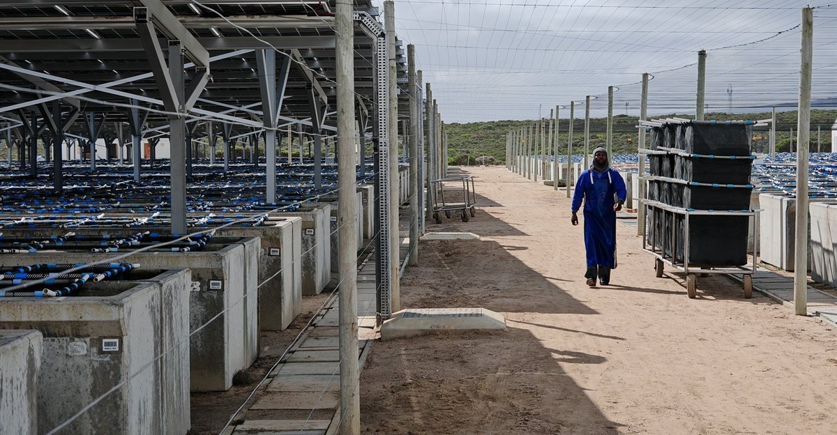 How Aqunion abalone farm threads the cost-effective solar needle