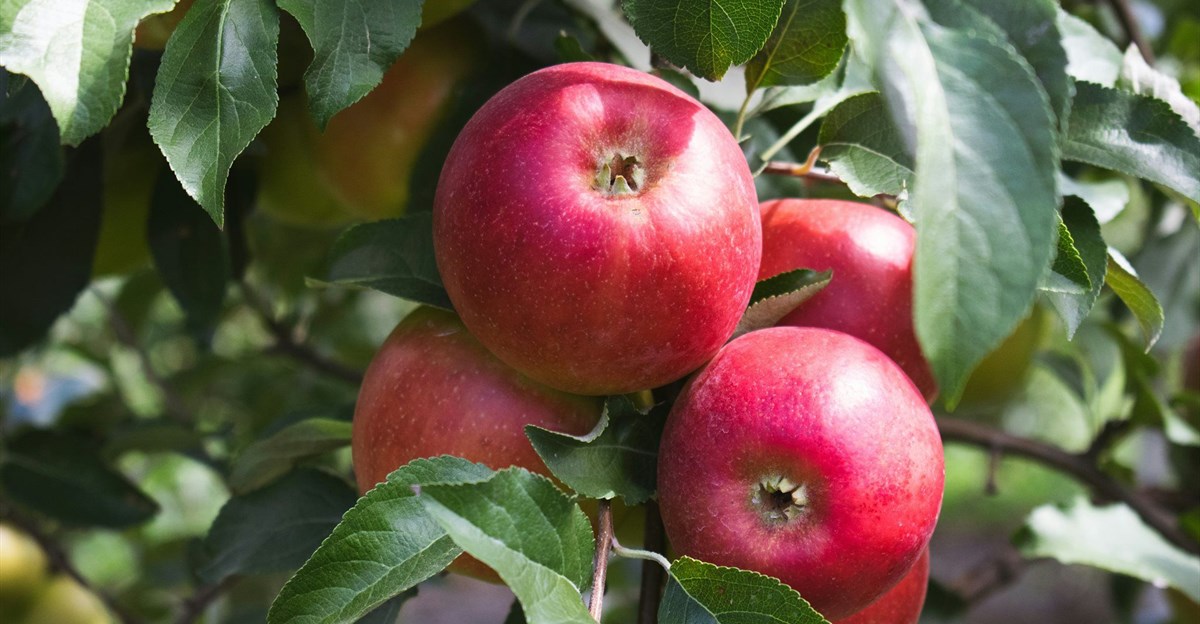 Flash Gala surpasses one million cartons as South African apple exports ...