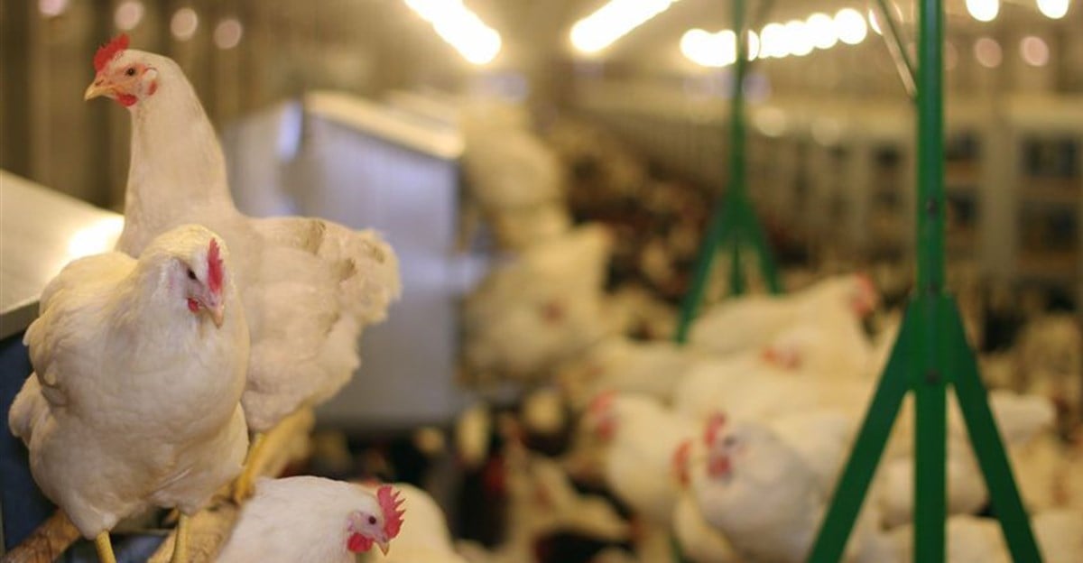 Bird flu vaccines approved for South African poultry