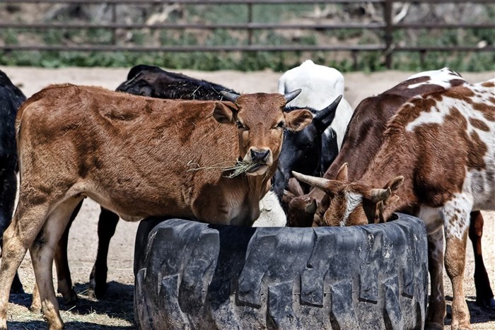 FMD vaccinations top 5.4 million as more vaccines arrive